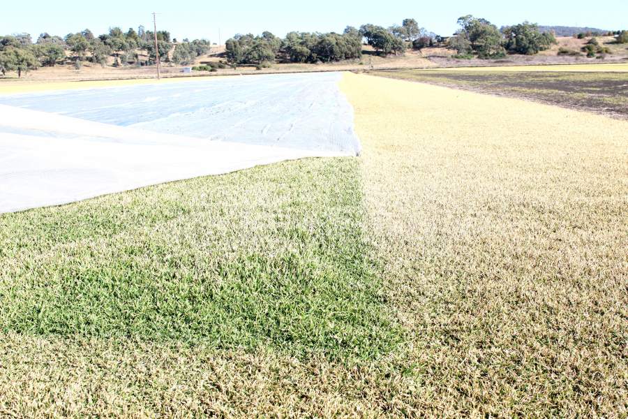Frost Blankets Down